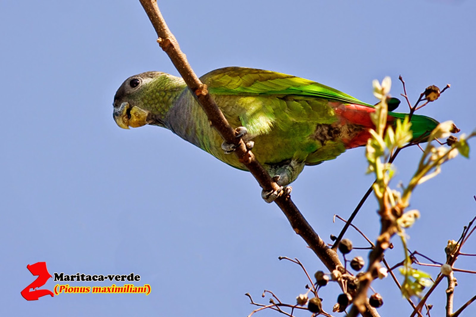 Zoologia: Maritaca-verde (Pionus maximiliani)